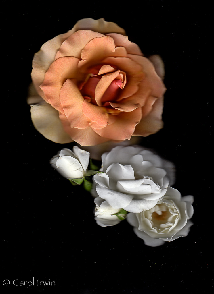 Flower Scanographs and Photographs | Carol Irwin